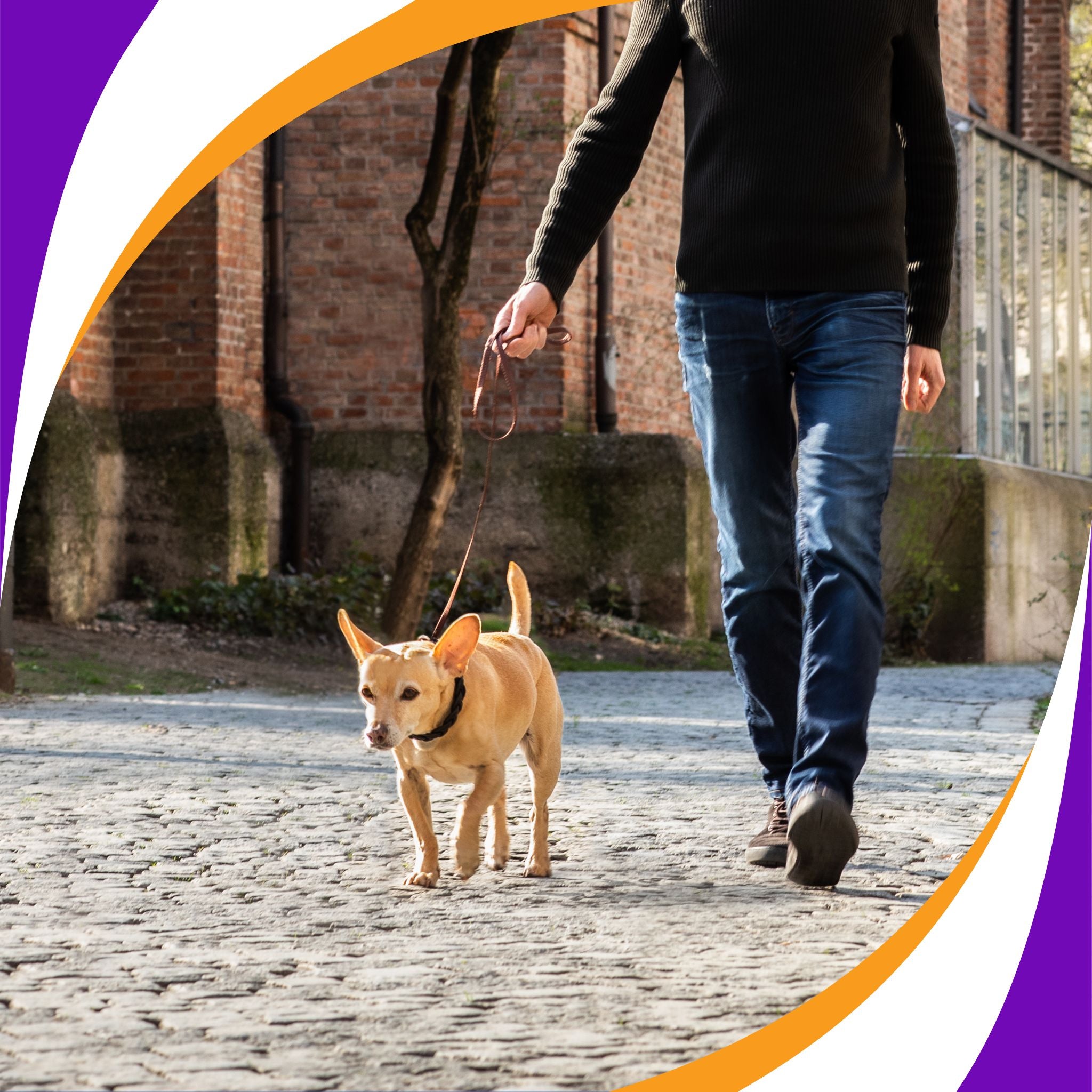 Walk Nice Course – Scent Work University