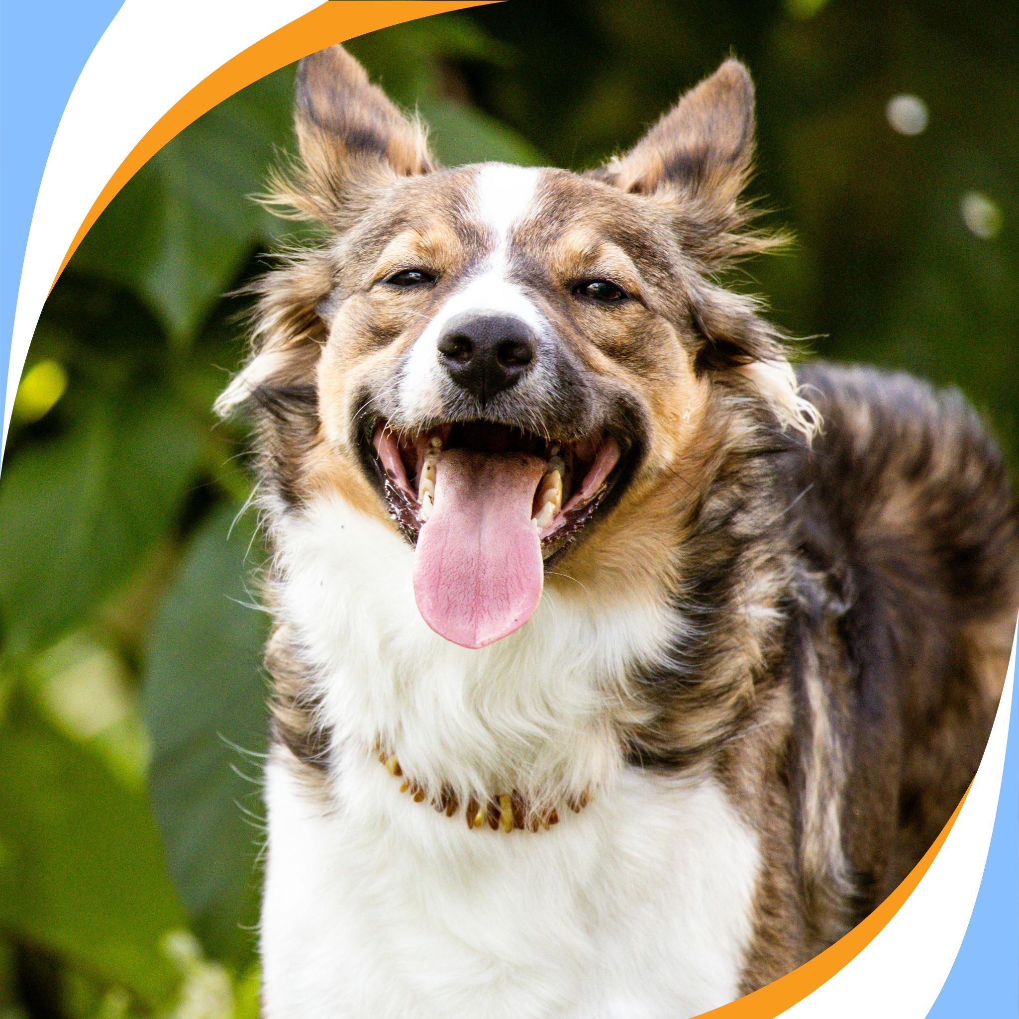What Do You Need Pup Webinar – Scent Work University