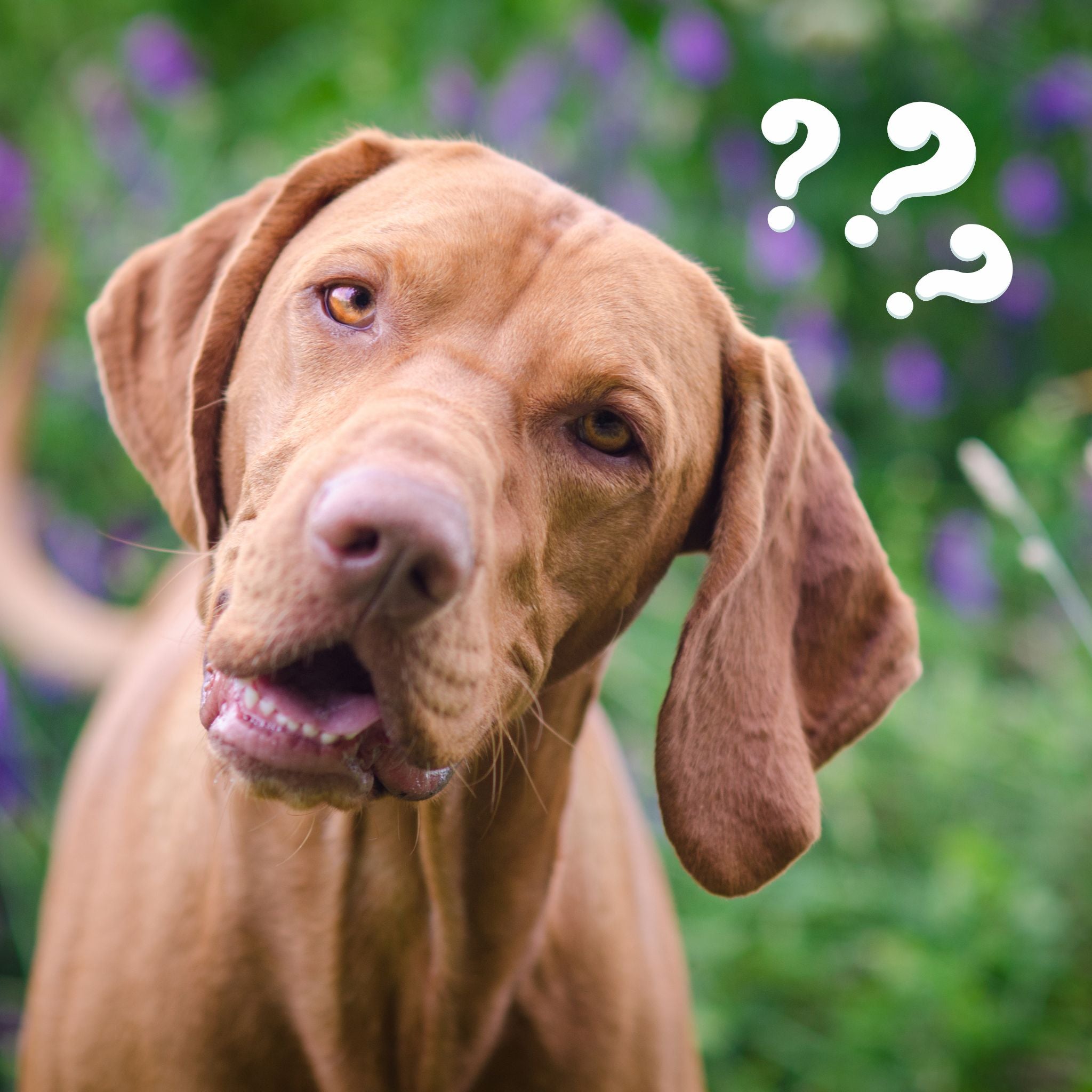 What is Scent Work Webinar – Scent Work University