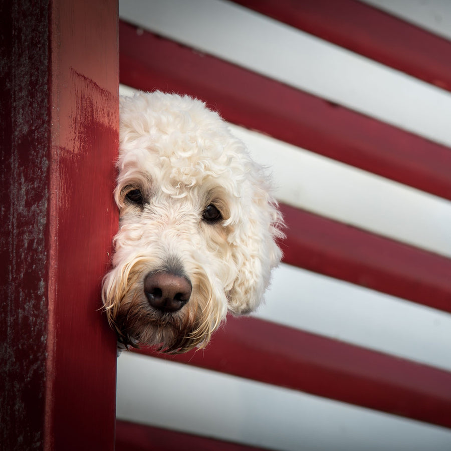 You Can Do It Pup: Building Independence Webinar – Scent Work University