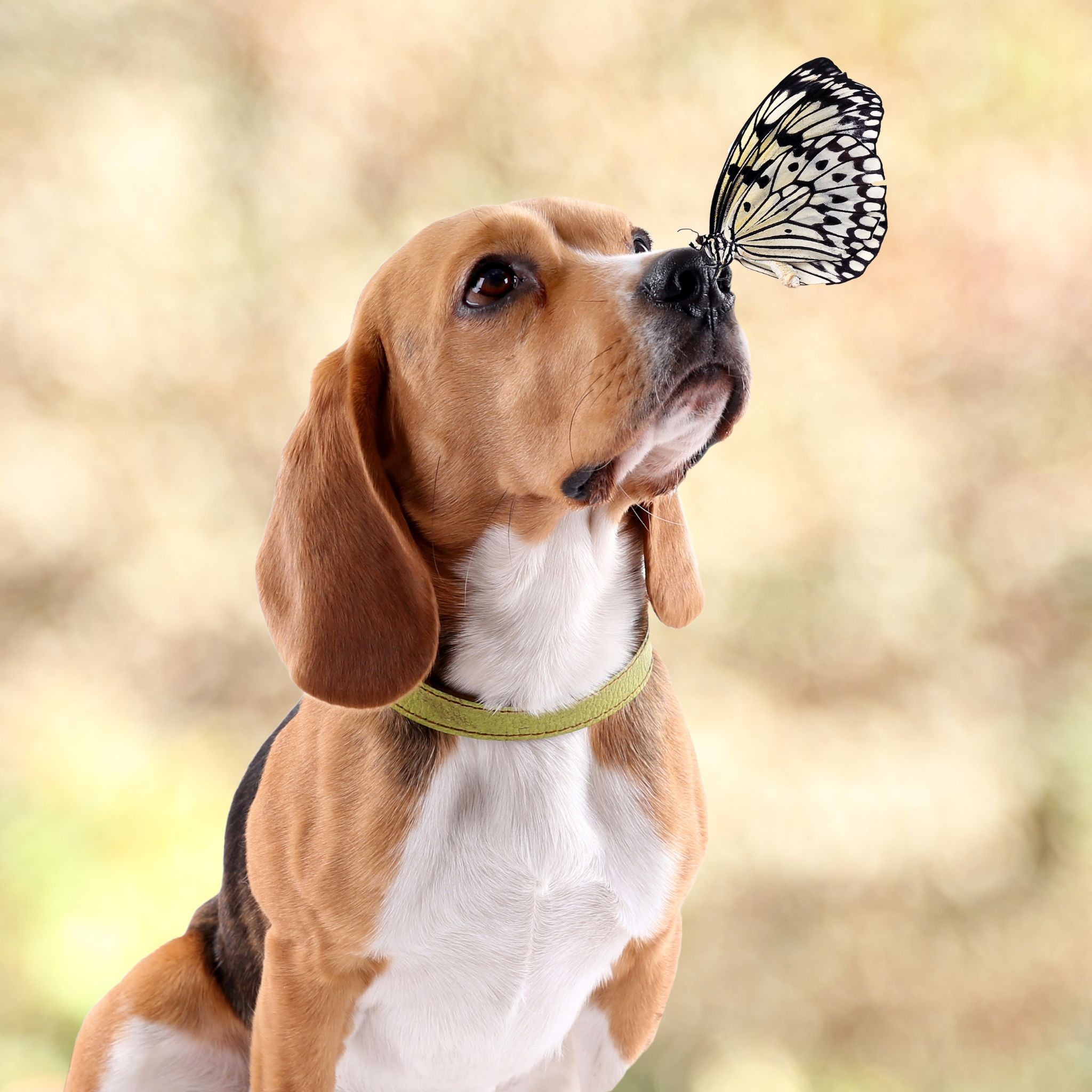 You Can Do It Pup: Building Focus Webinar – Scent Work University